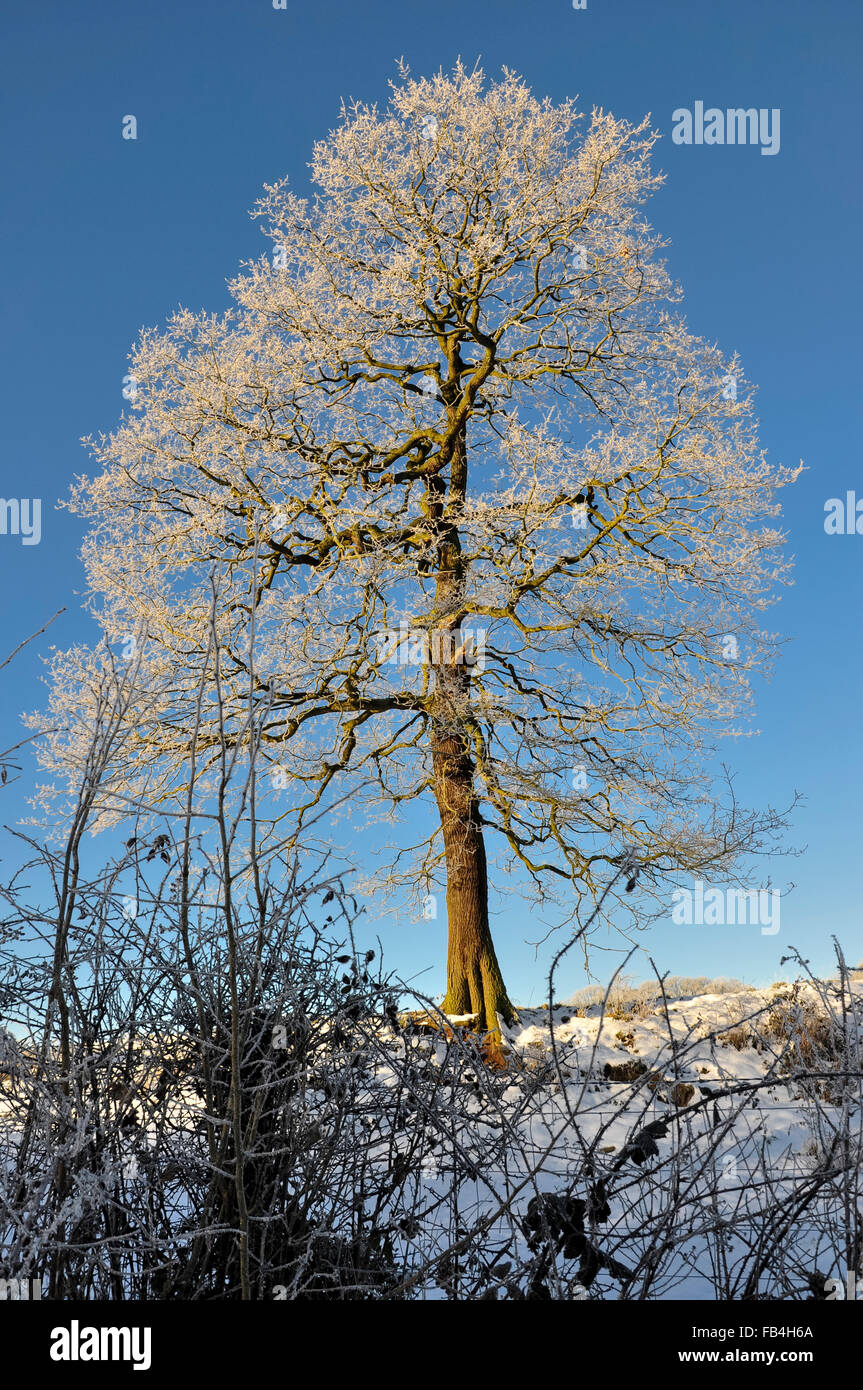English oak tree hi-res stock photography and images - Alamy