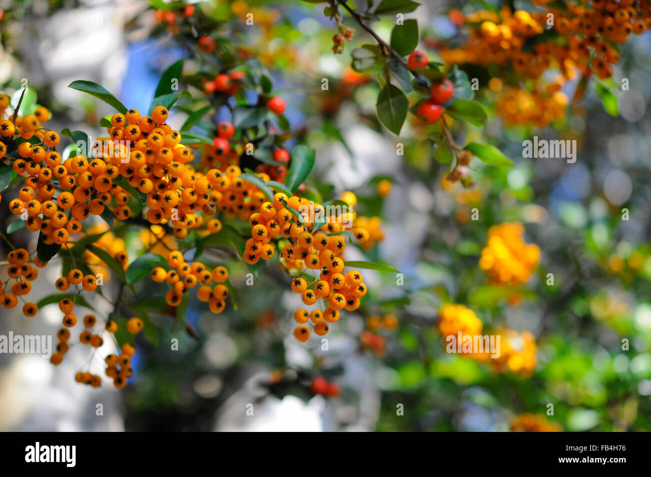 Bright orange Pyracantha berries with a light natural background Stock ...