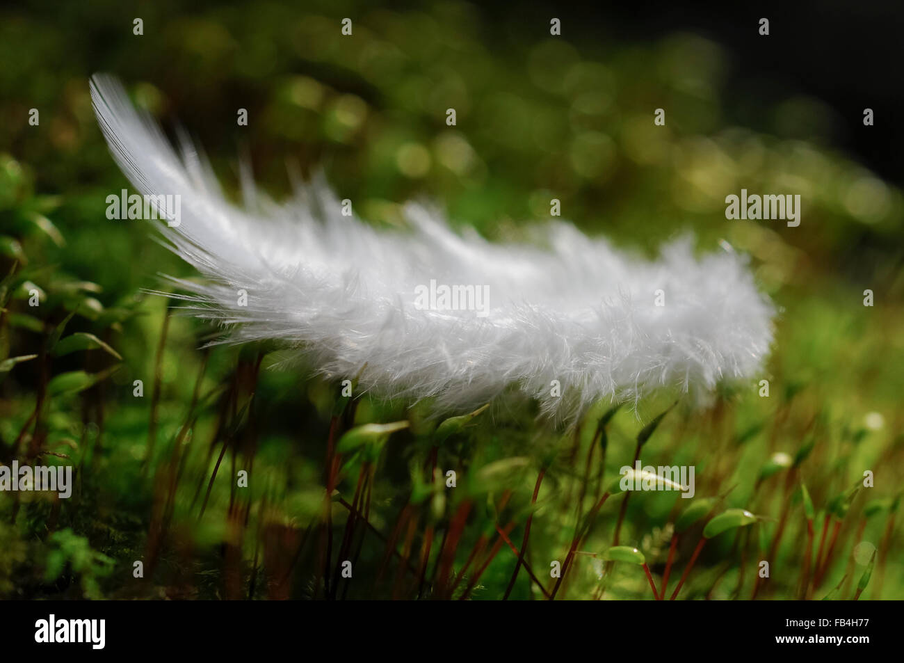 A soft feather gently resting on a natural cushion of green moss Stock ...