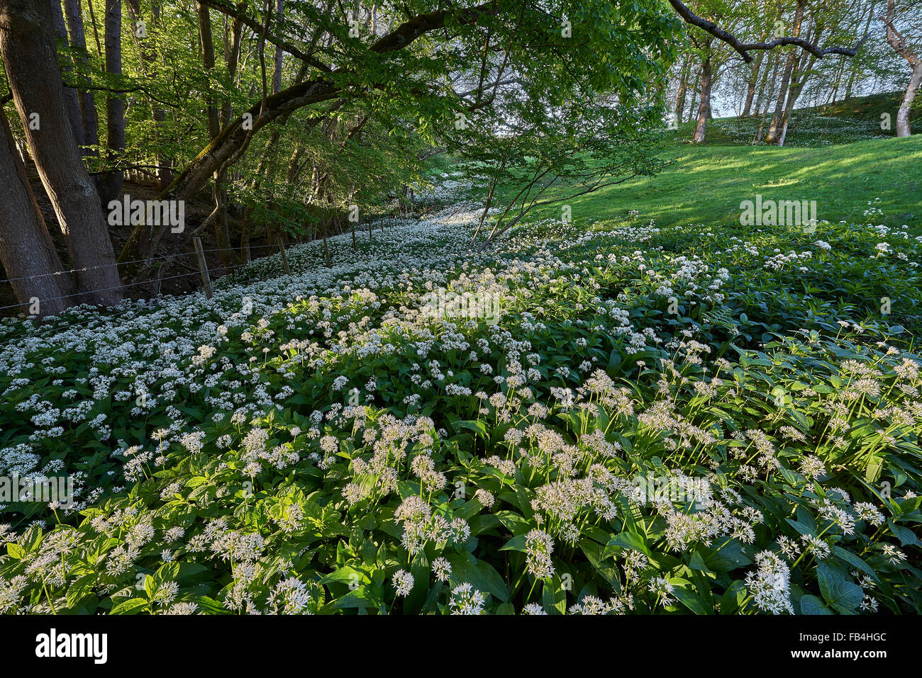 Ramsons flowering in spring Stock Photo - Alamy