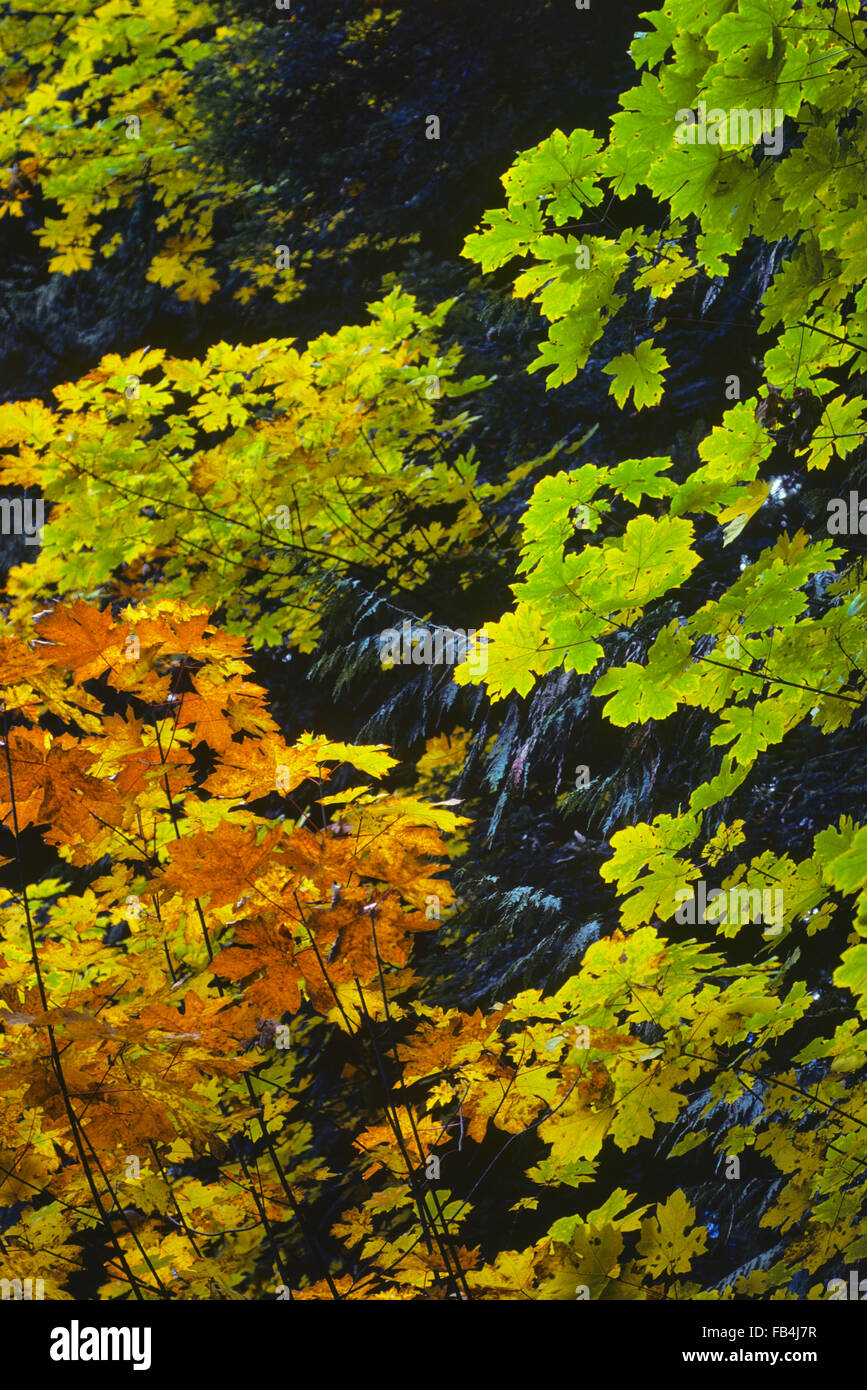 Deciduous maple tree on Vancouver Island, British Columbia, Canada ...