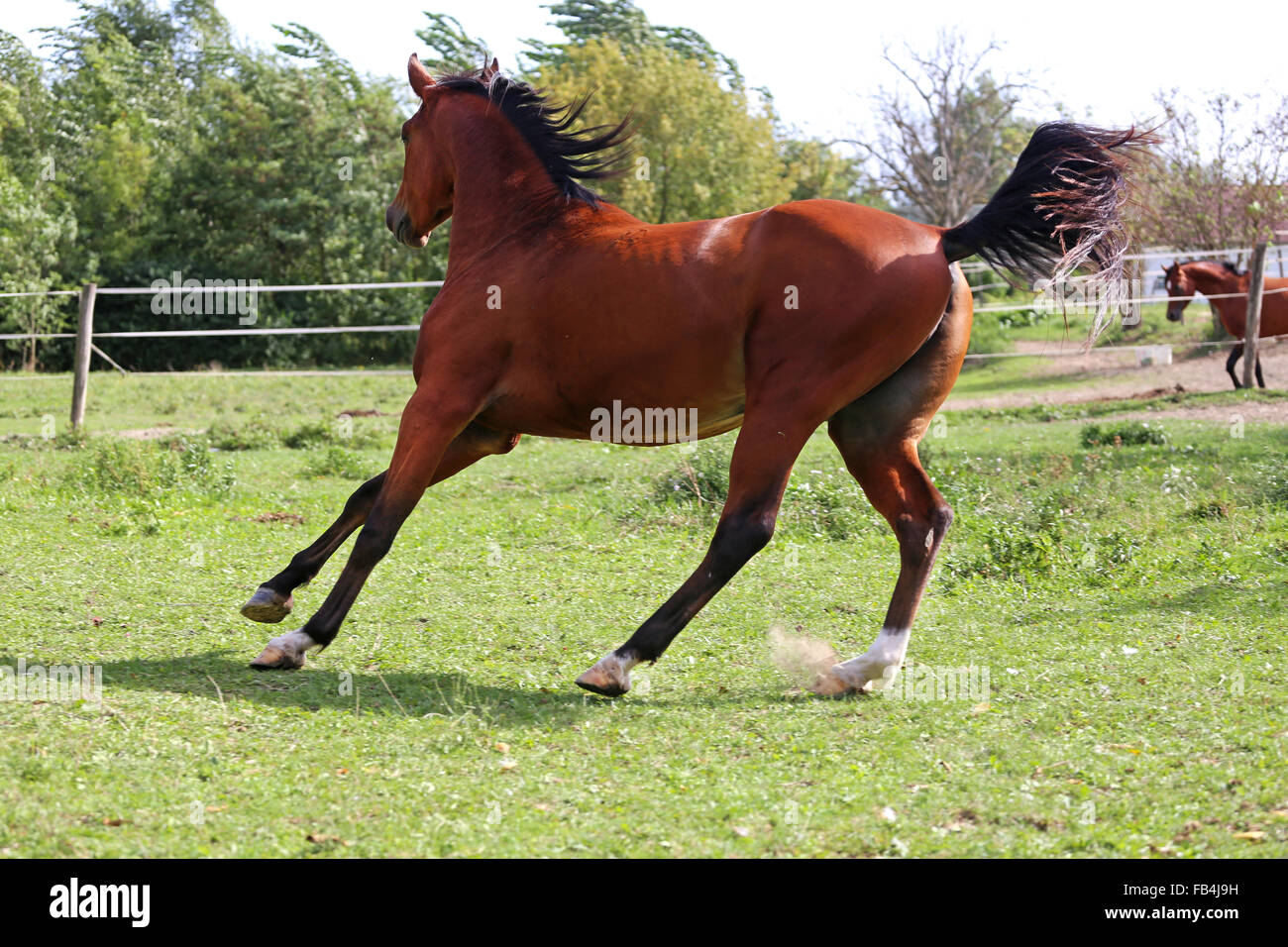 Thoroughbred young stallion canter on summer meadow Stock Photo - Alamy