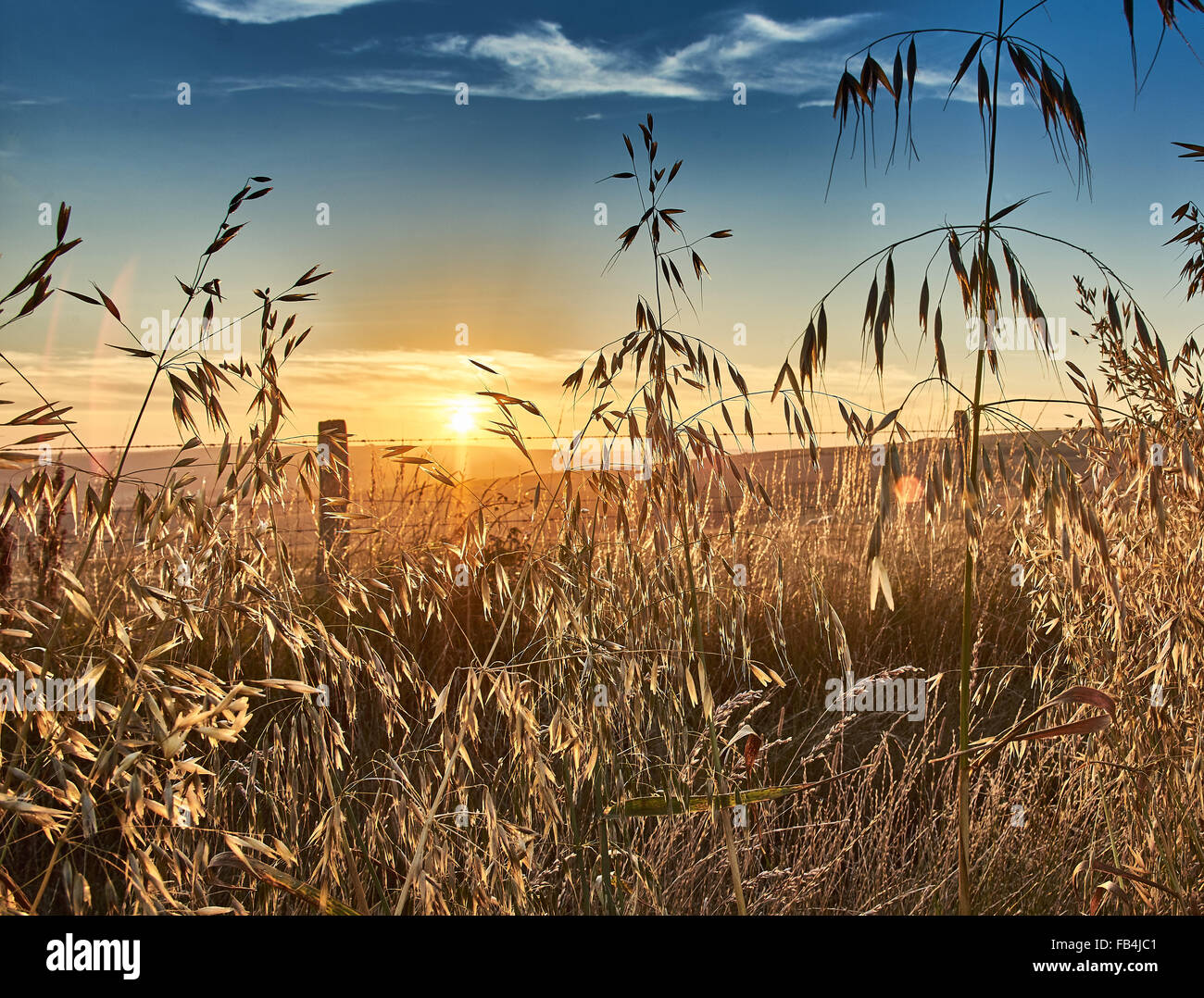 About dry grasses hi-res stock photography and images - Alamy