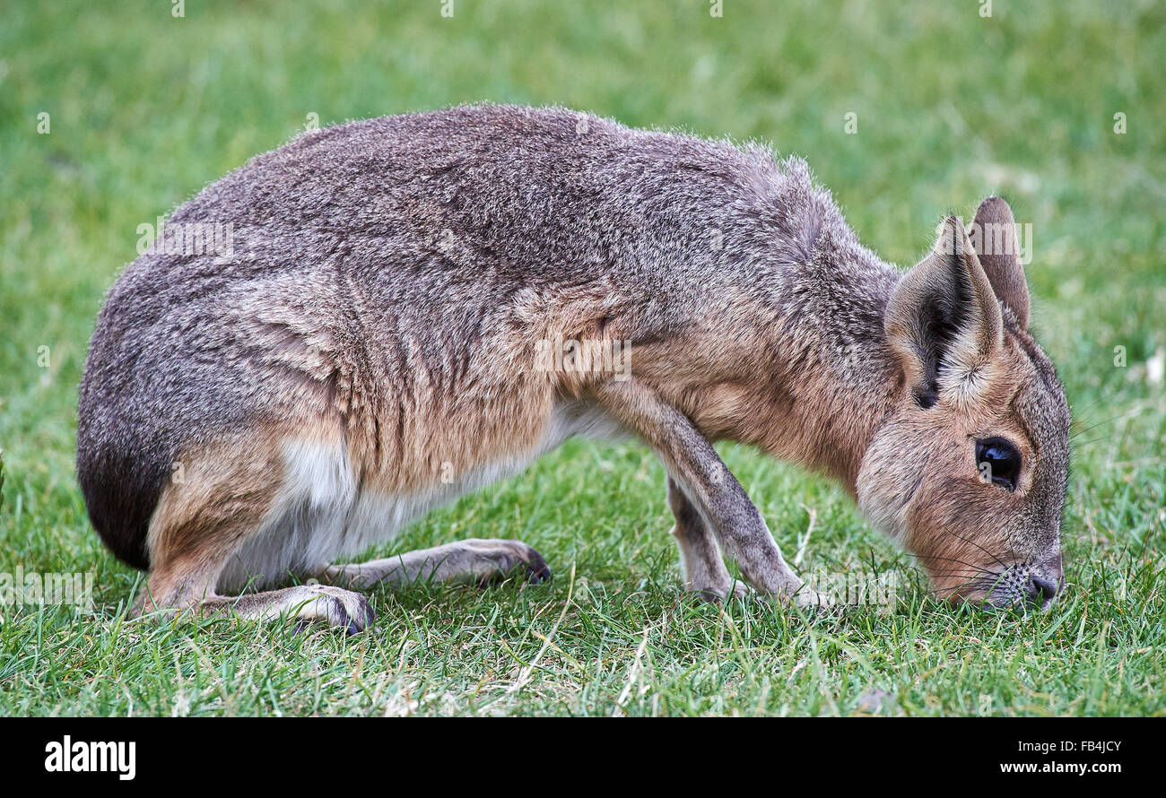 Patagonian mara hi-res stock photography and images - Alamy