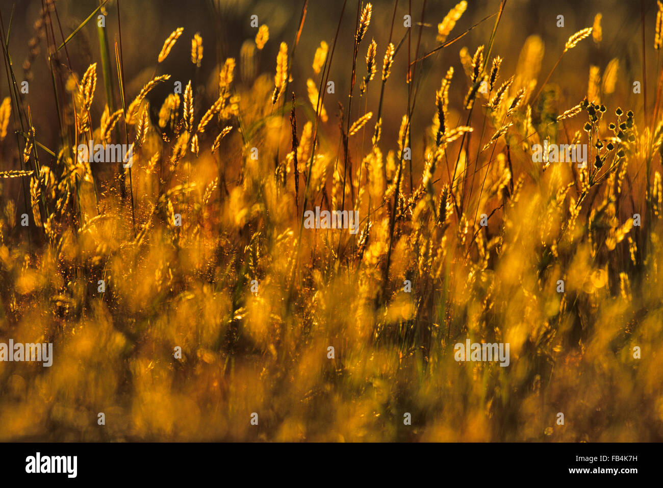 Canada grass seed hi-res stock photography and images - Alamy