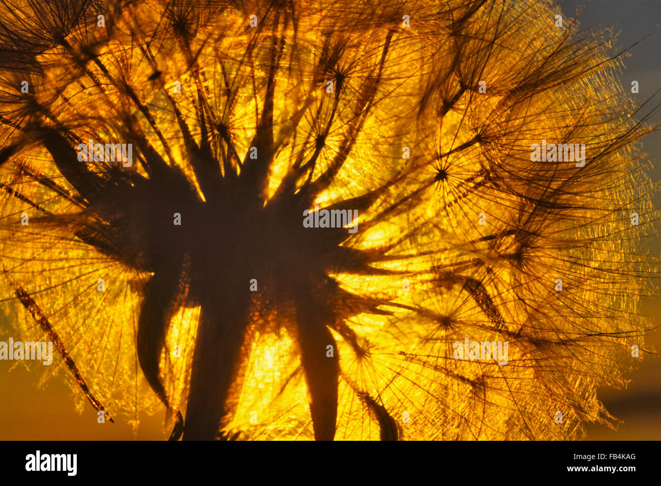 Health benefits of dandelion hi-res stock photography and images - Alamy