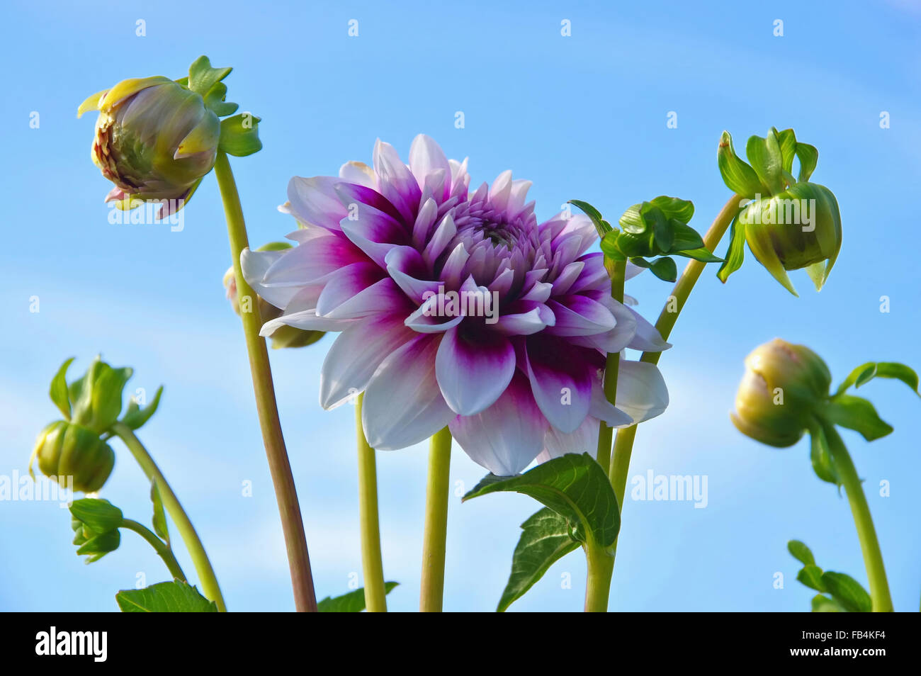 Purple dahlia bloom hi-res stock photography and images - Alamy