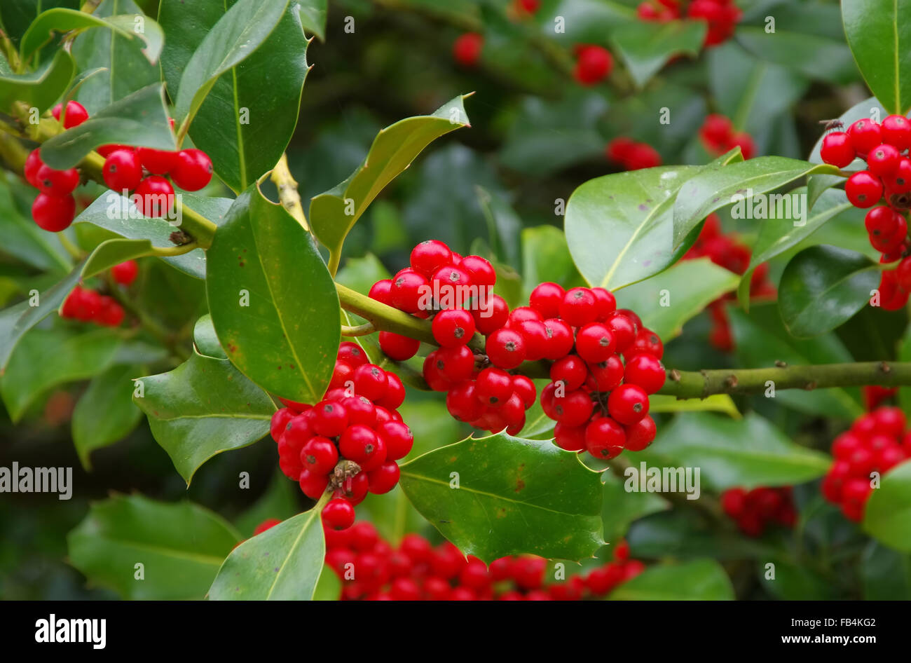 Ilex hi-res stock photography and images - Alamy