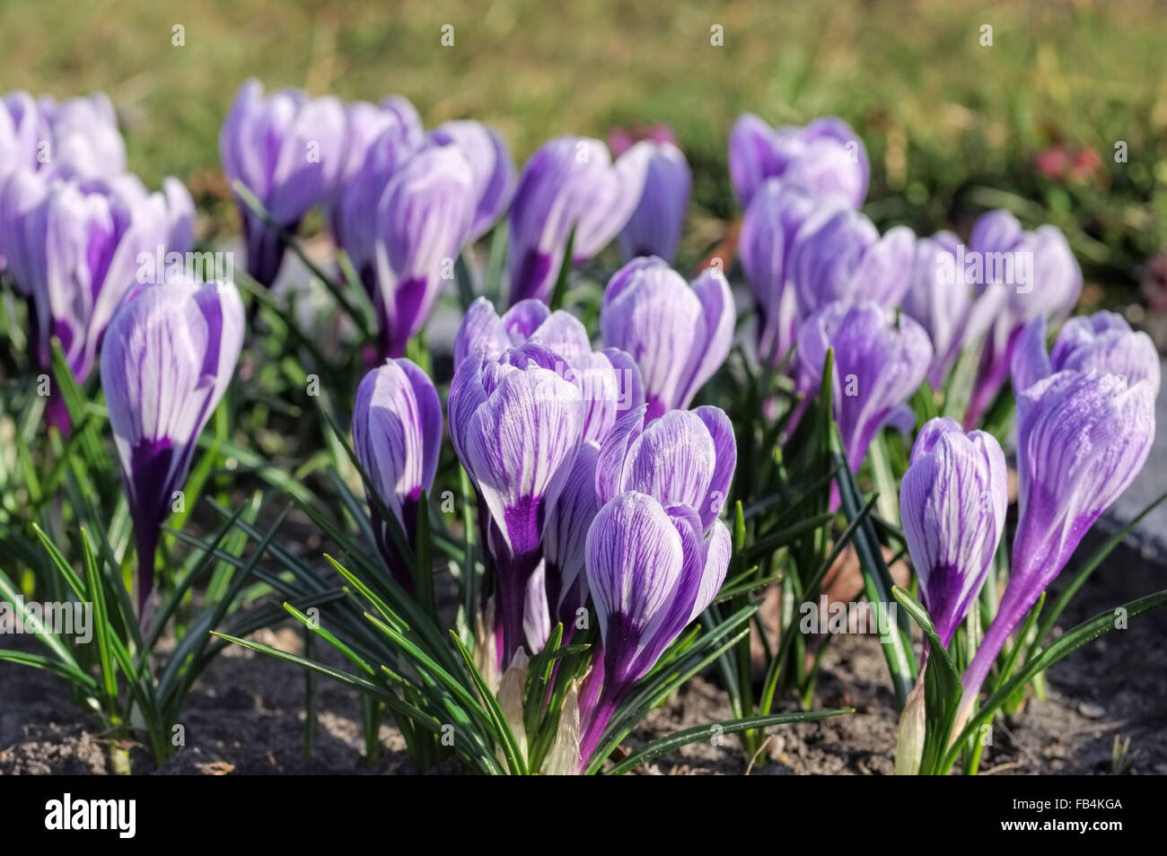 Krokus King of the Striped - Crocus King of the Striped 02 Stock Photo ...