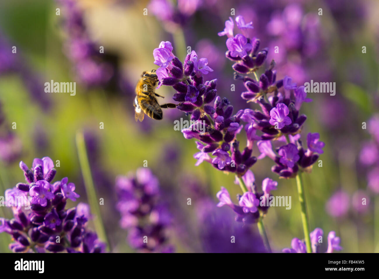 Bee pollinating a violet flower Stock Photo - Alamy