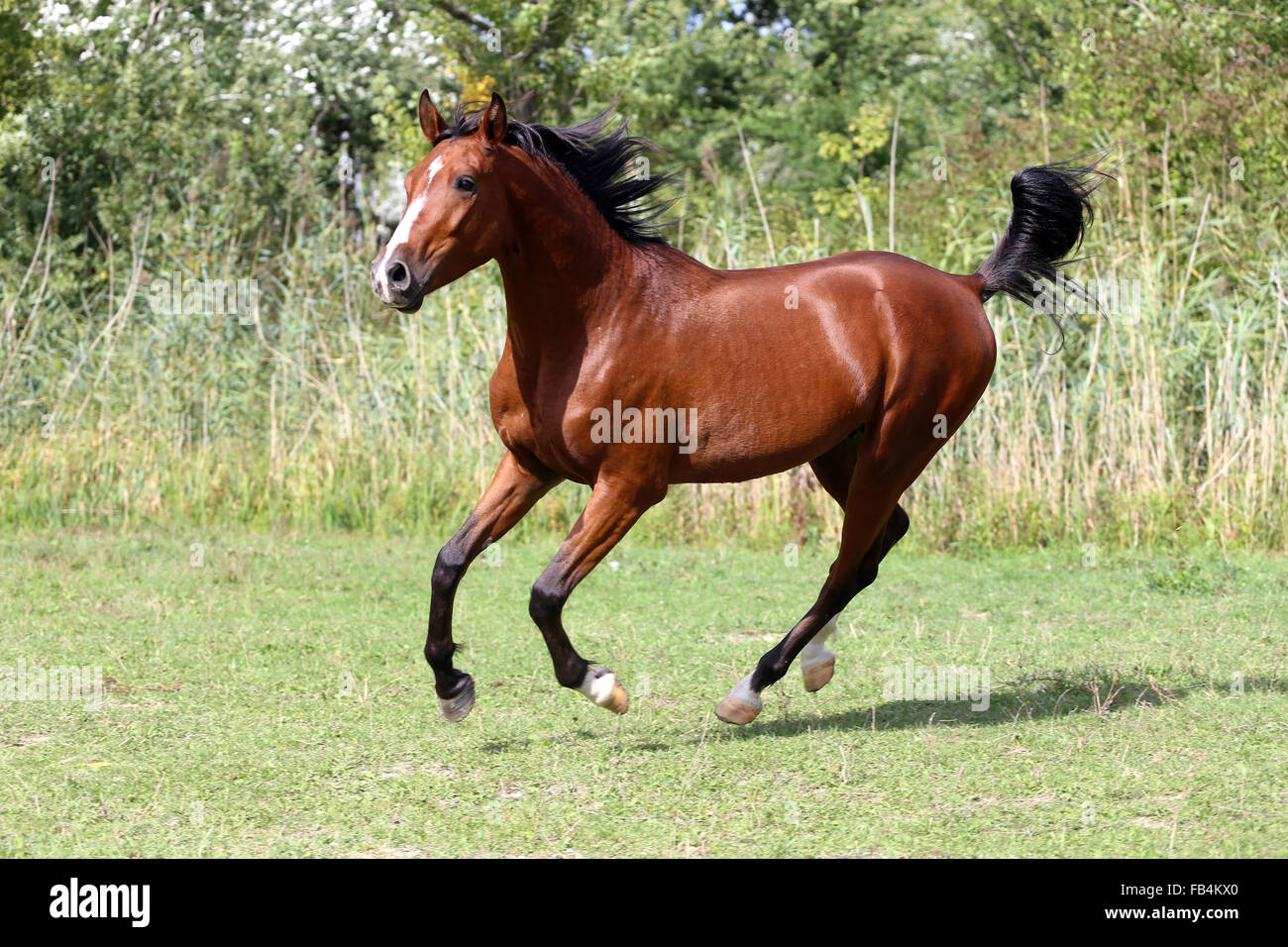 Arabian stallion runs gallop across summer meadow Stock Photo - Alamy