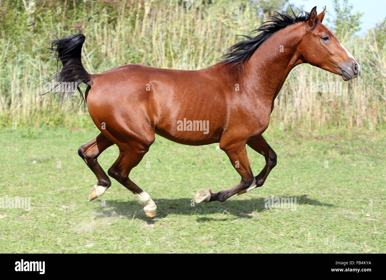Arabian stallion runs gallop across summer meadow Stock Photo - Alamy