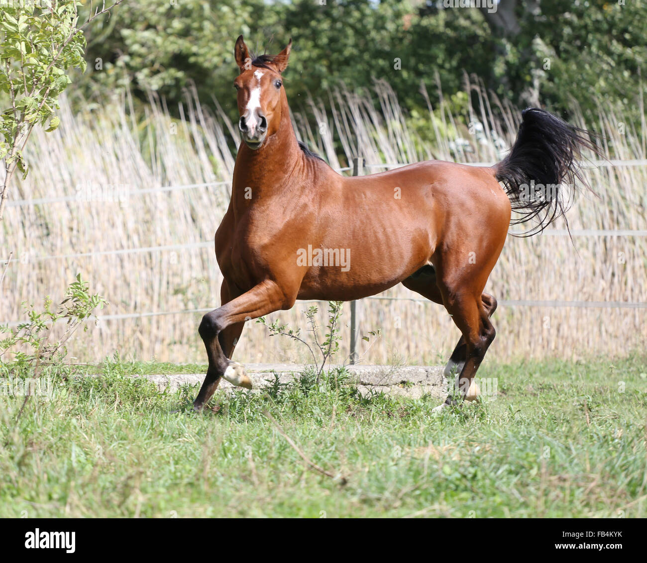Stallion runs hi-res stock photography and images - Alamy
