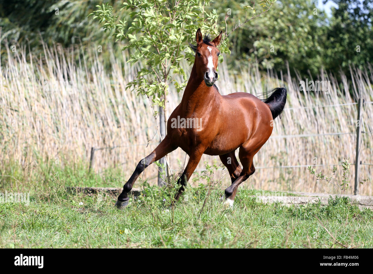 Side view shot of a galloping young arabian stallion on pasture Stock ...