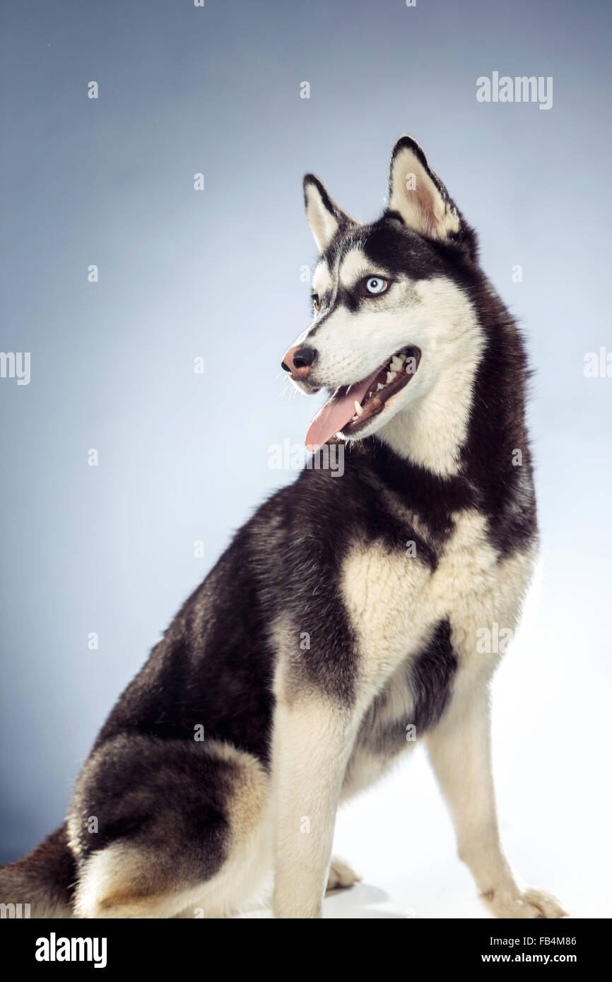 adult female husky in the studio. Emotional of dog Stock Photo - Alamy
