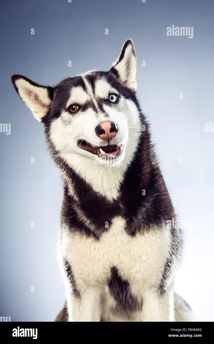 adult female husky in the studio. Emotional of dog Stock Photo - Alamy