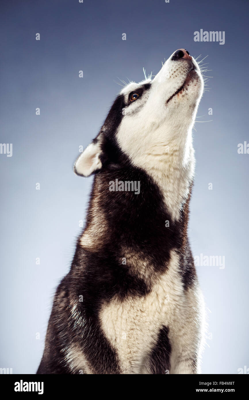 adult female husky in the studio. Emotional of dog Stock Photo - Alamy