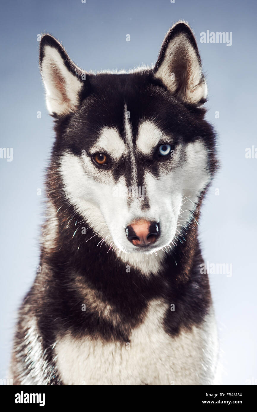 adult female husky in the studio. Emotional of dog Stock Photo - Alamy