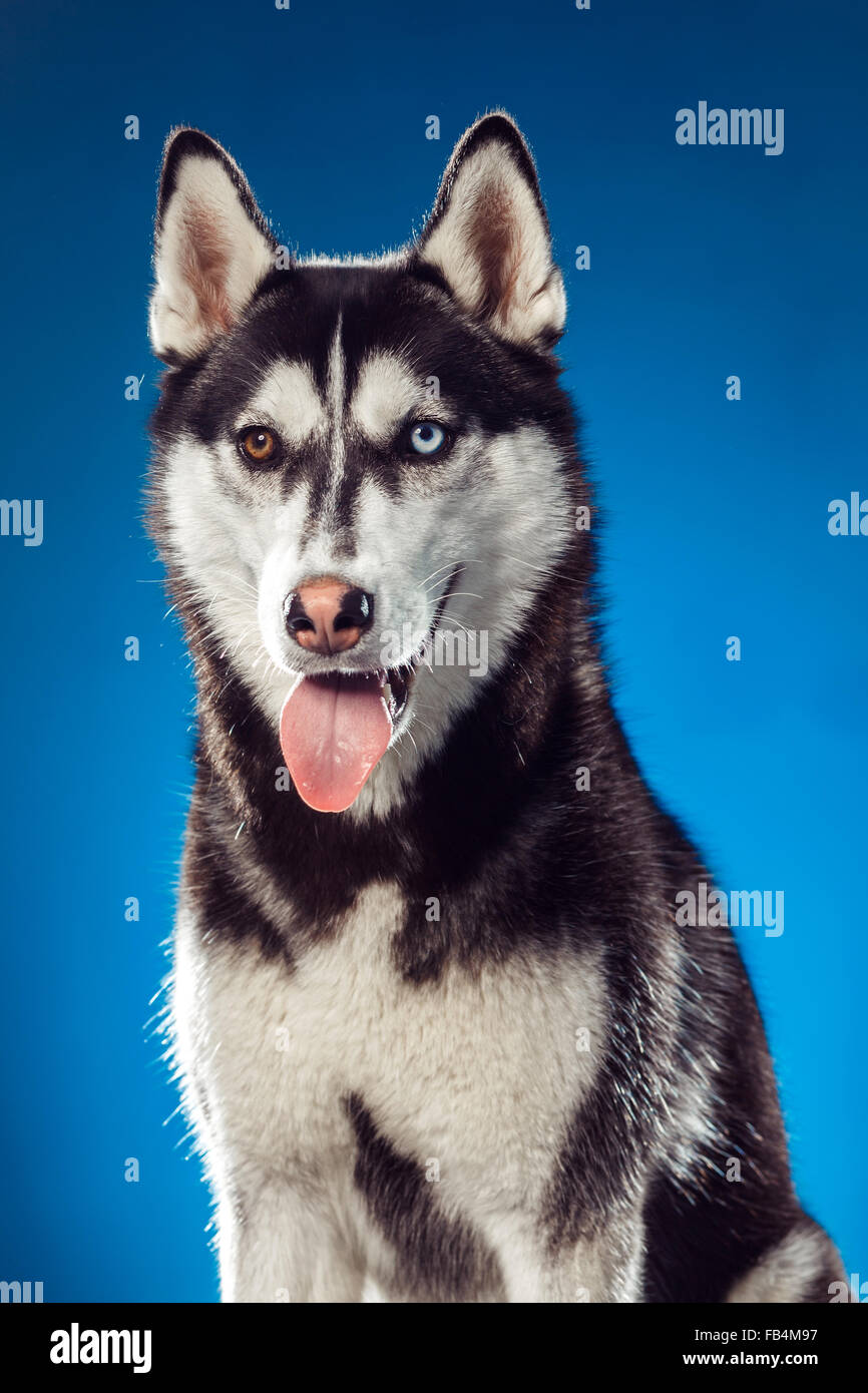 Are Siberian Husky Emotional Support Dog