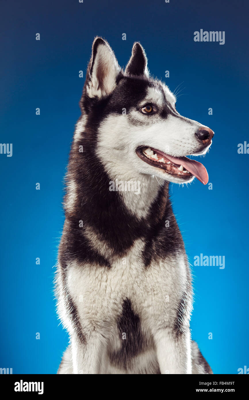 Siberian husky dog female pup hi-res stock photography and images - Alamy