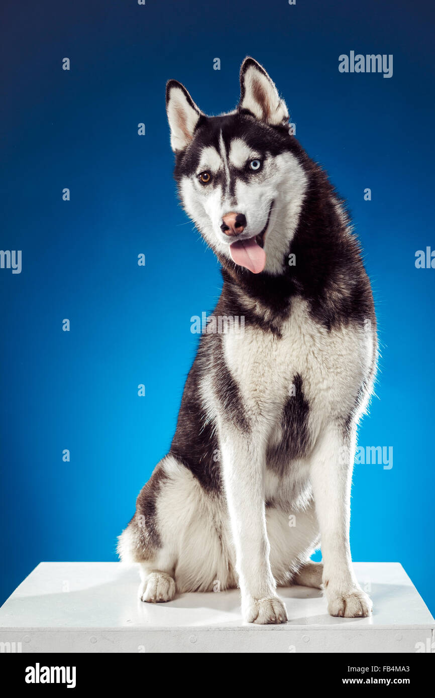 adult female husky in the studio. Emotional of dog Stock Photo - Alamy