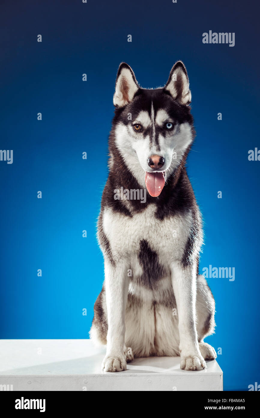 adult female husky in the studio. Emotional of dog Stock Photo - Alamy
