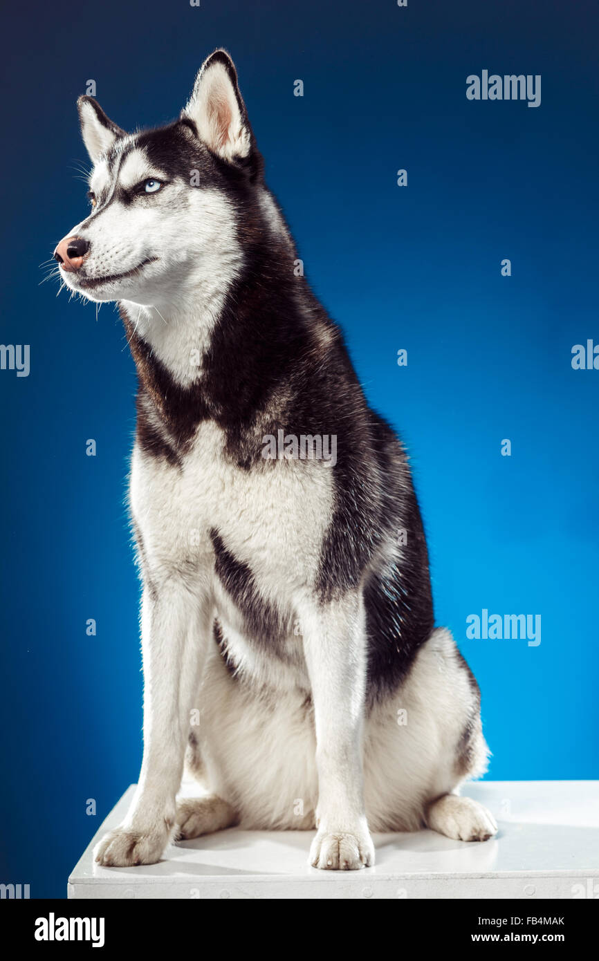 adult female husky in the studio. Emotional of dog Stock Photo - Alamy