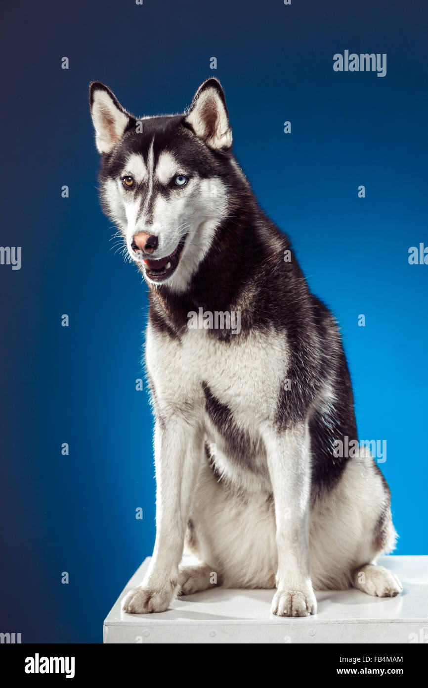 adult female husky in the studio. Emotional of dog Stock Photo - Alamy