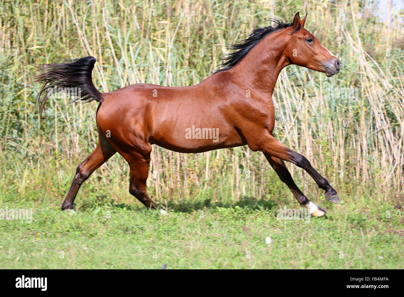 Galloping horse pattern hi-res stock photography and images - Alamy