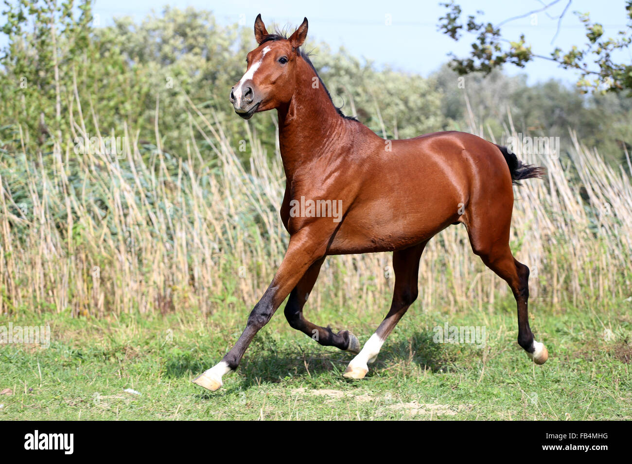 Arabian stallion runs gallop across summer meadow Stock Photo - Alamy