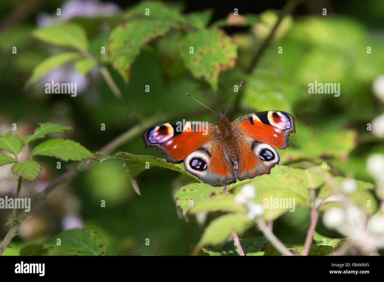 Peacock butterfly (Aglais io) basking on bramble, Marazion, Cornwall ...