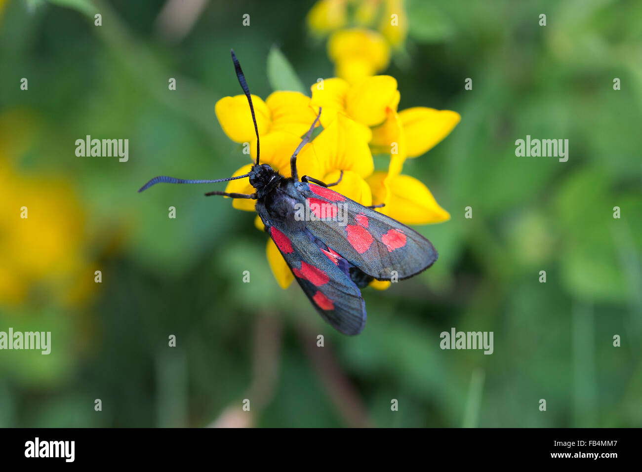 Moth red spotted marazion wing hi-res stock photography and images - Alamy