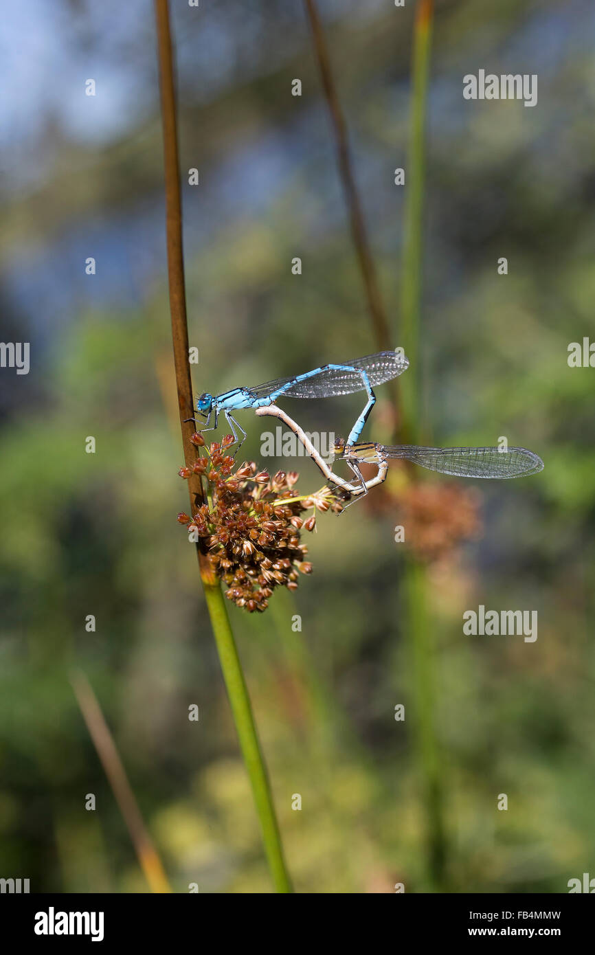 Common Blue Damselflies, (Enallagma cyathigerum), pair mating in wheel ...
