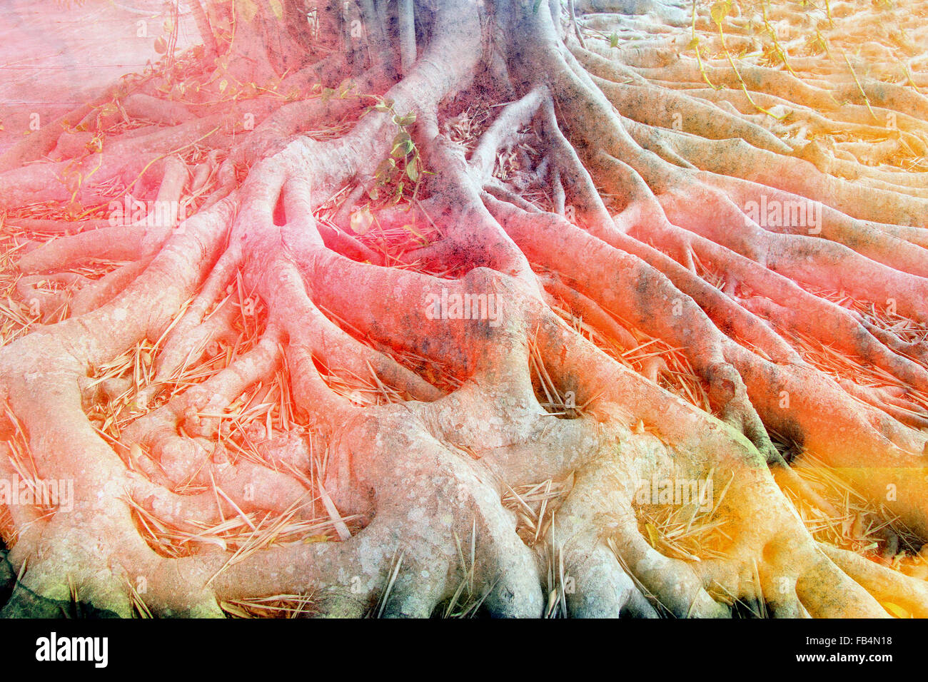 Beautiful watercolor unusual retro roots of the tree Stock Photo - Alamy