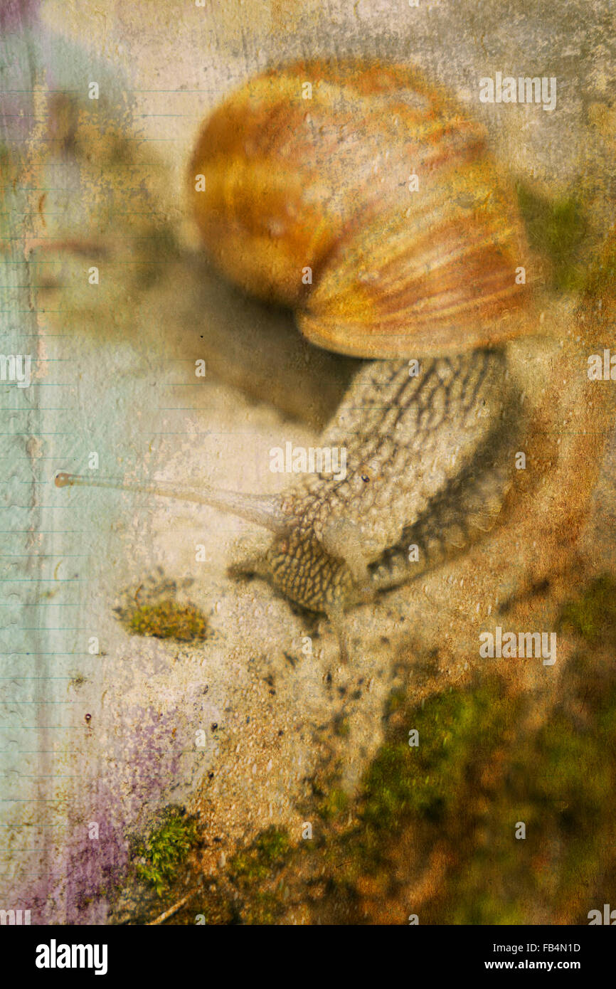 Snail moving on a border, in a textured view Stock Photo - Alamy
