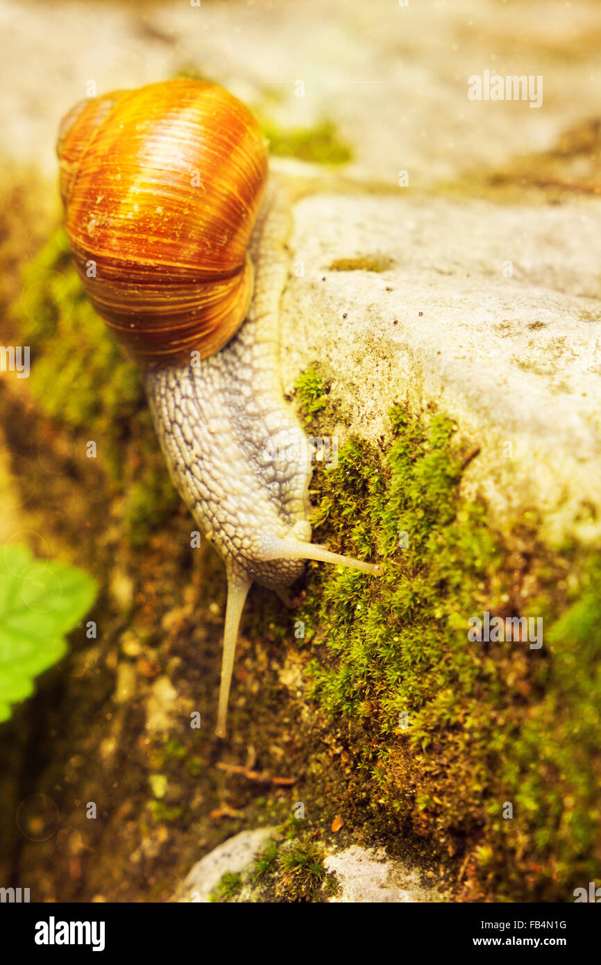 Snail climbing on a wall, in a textured view Stock Photo - Alamy