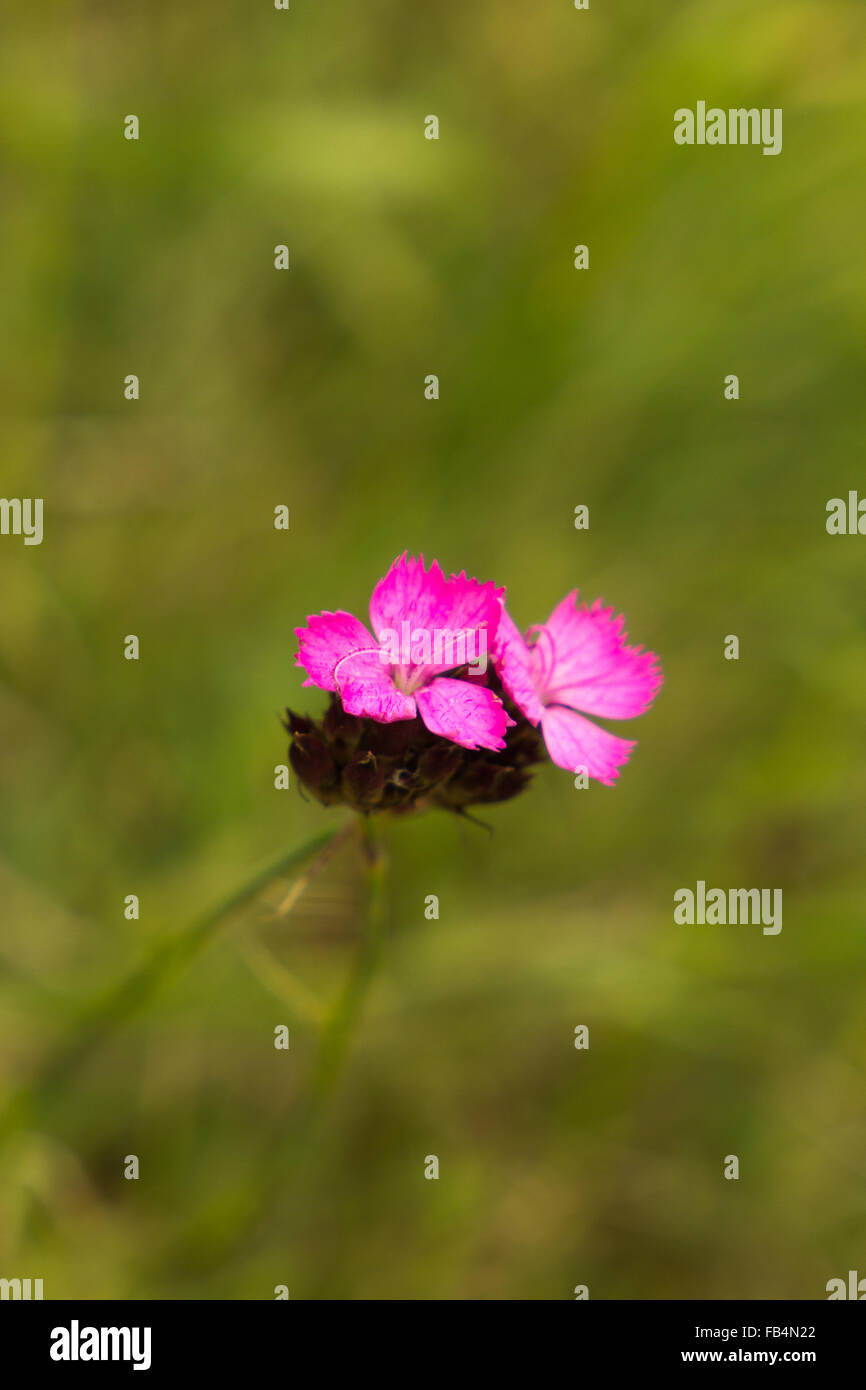 Beautiful small purple flowers in hi-res stock photography and images ...