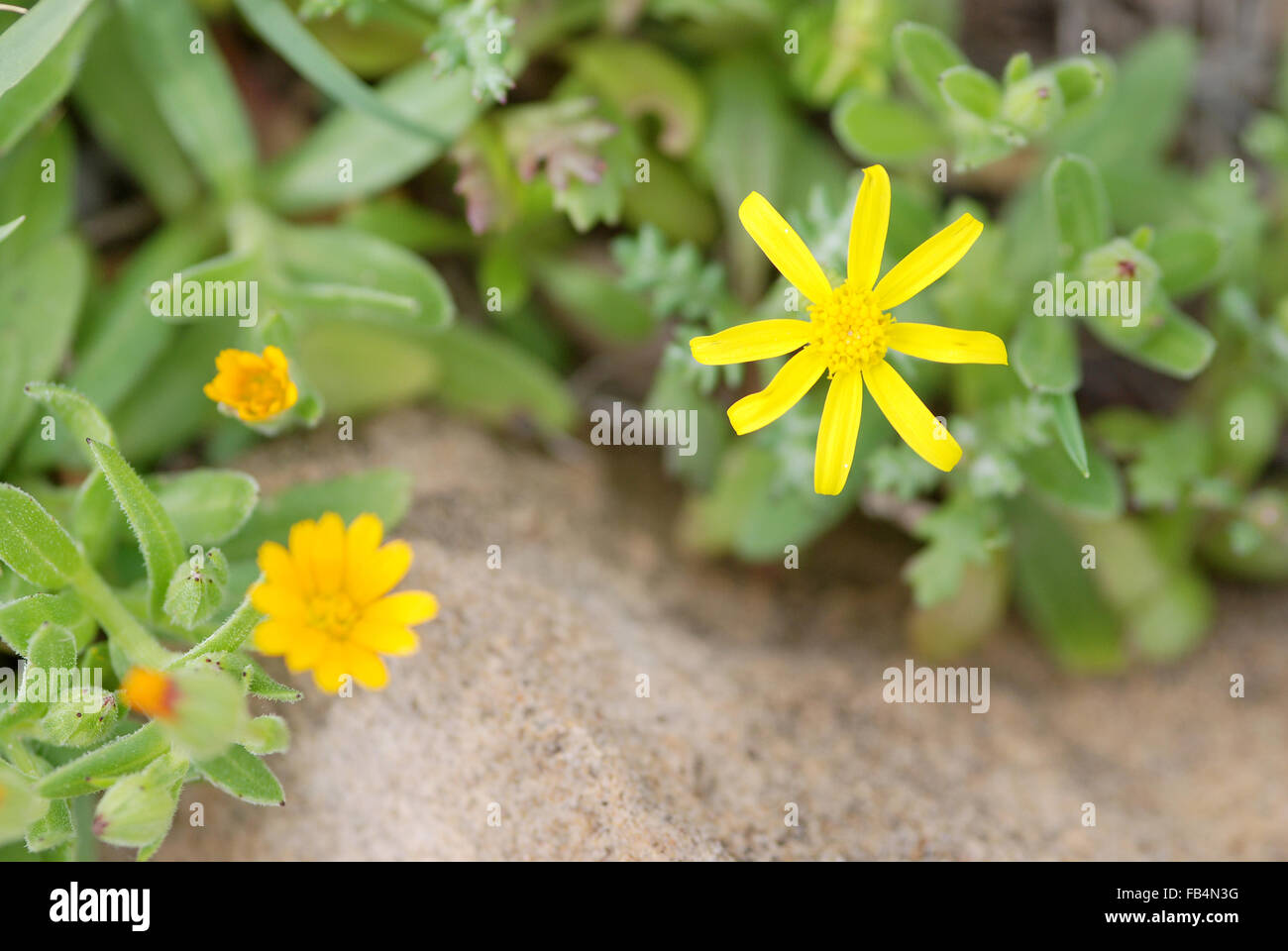 Yellow Calendula arvensis flower from the wildflowers of cyprus nature ...