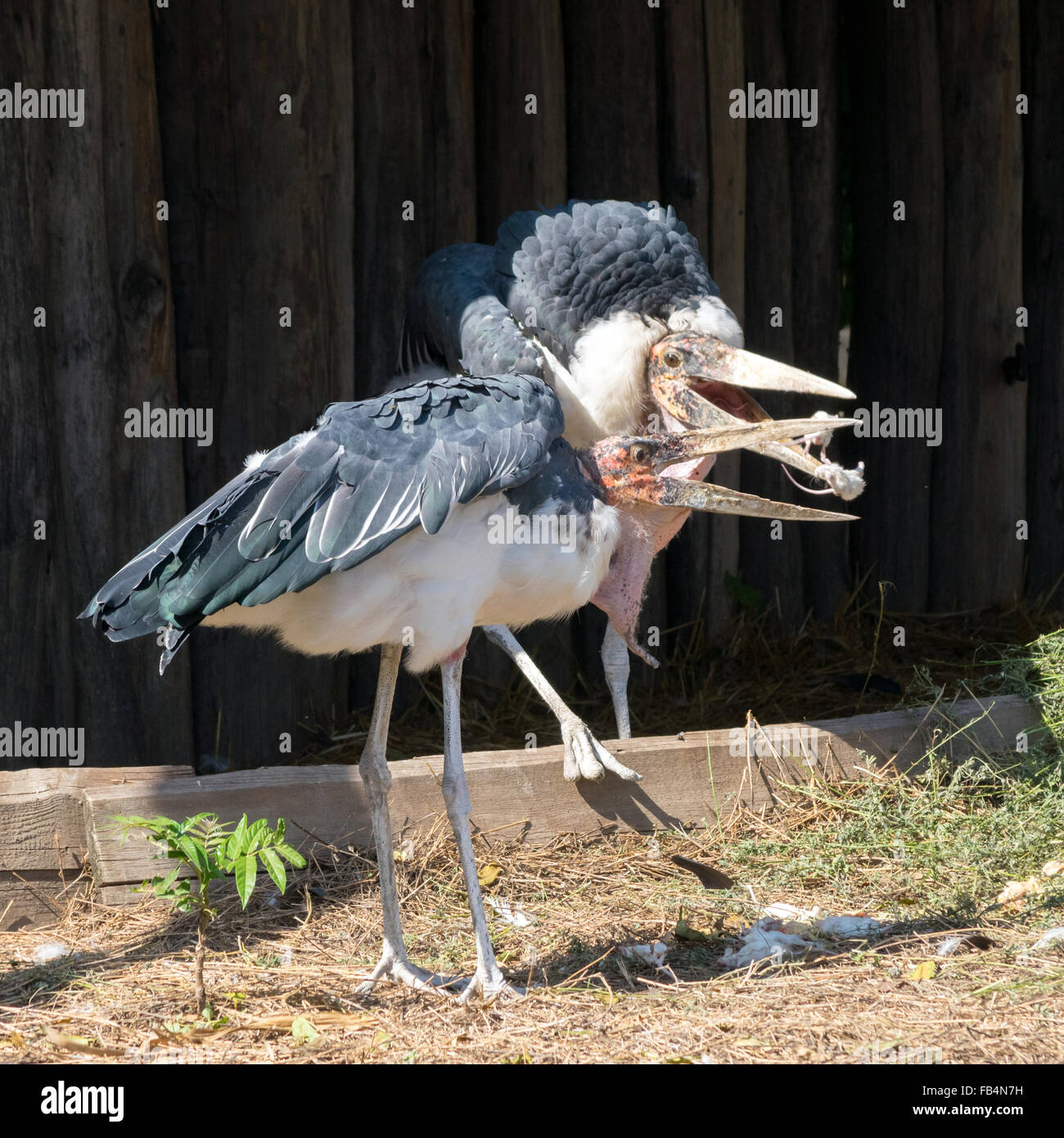 Marabou storks hi-res stock photography and images - Alamy