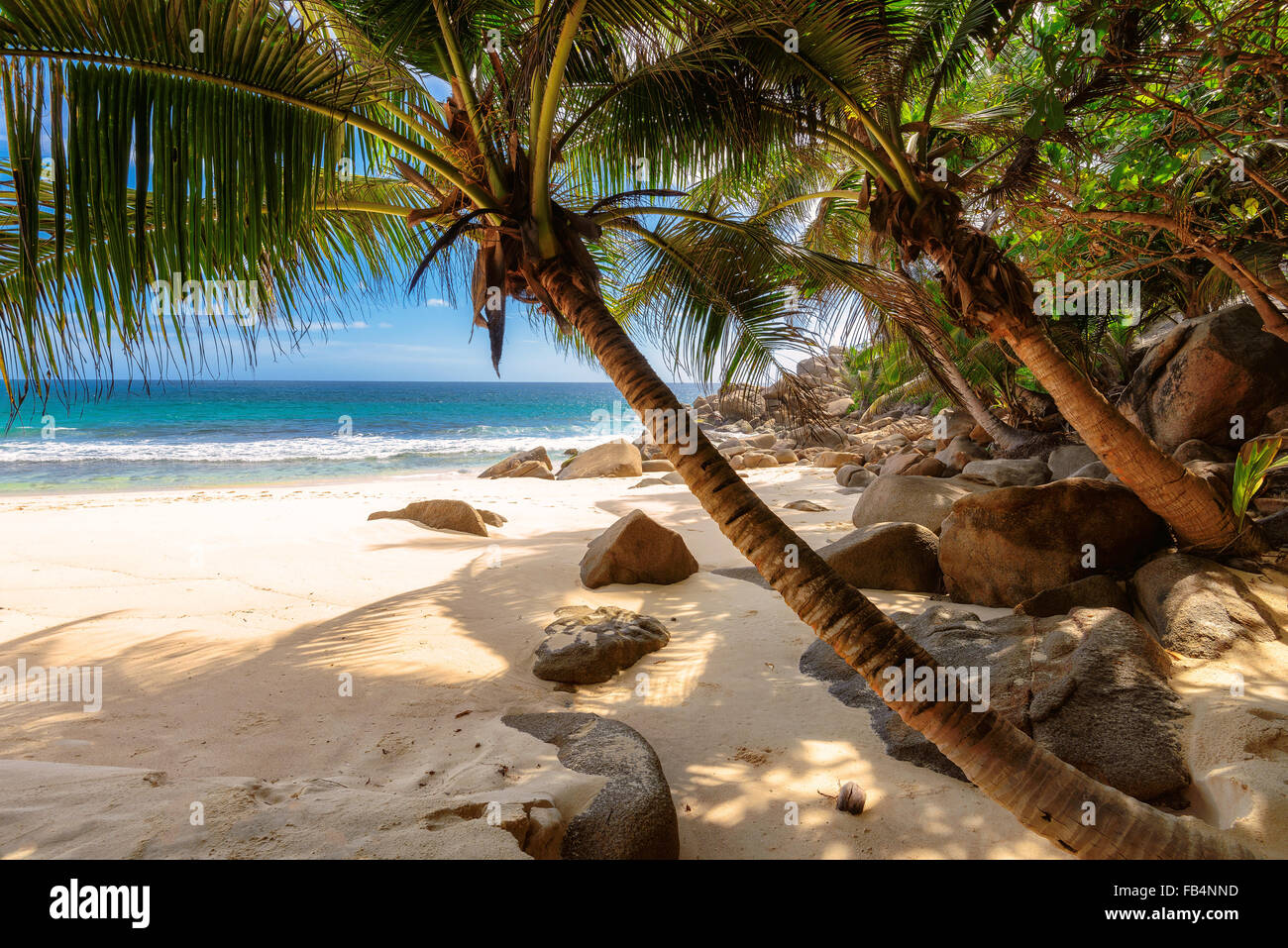 Palm trees on tropical beach at Seychelles, Anse Intendance beach in ...
