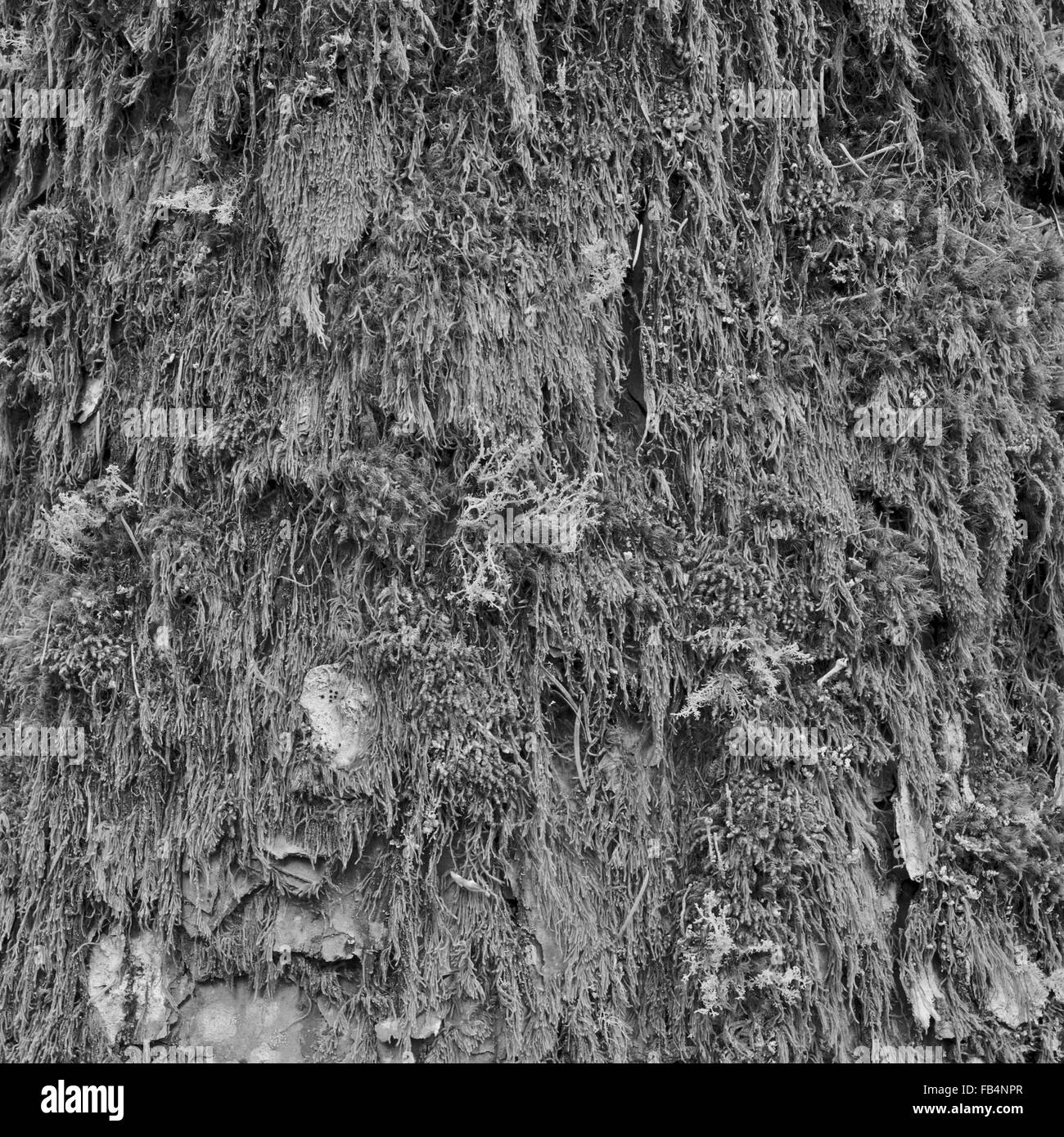 Moss on old growth tree on Vancouver Island, British Columbia, Canada ...