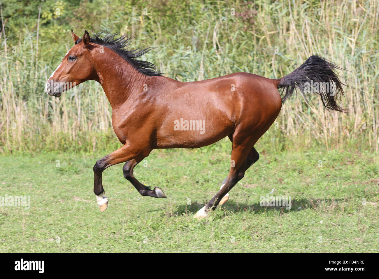 Side view shot of a galloping young arabian stallion on pasture Stock ...
