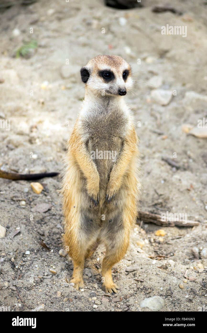 Meerkat (Suricata suricatta Stock Photo - Alamy