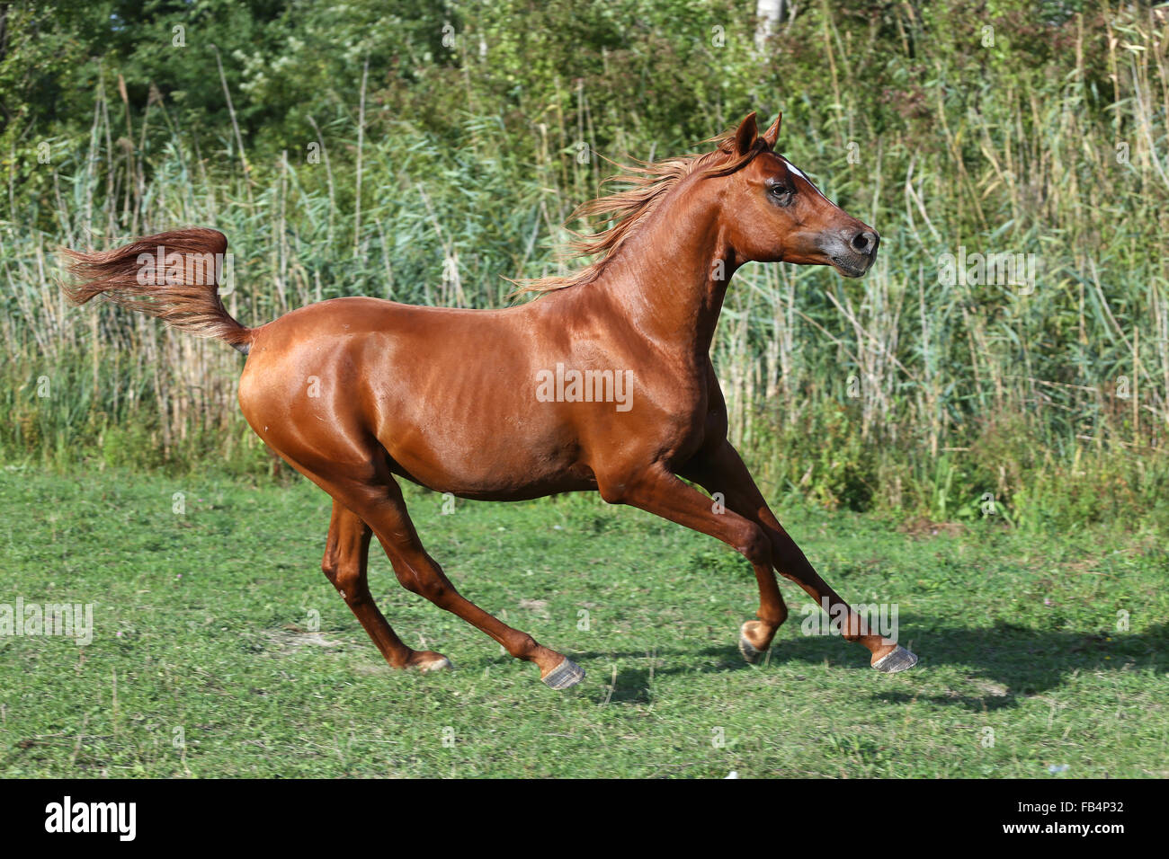 Side view shot of a galloping young arabian stallion on pasture Stock ...