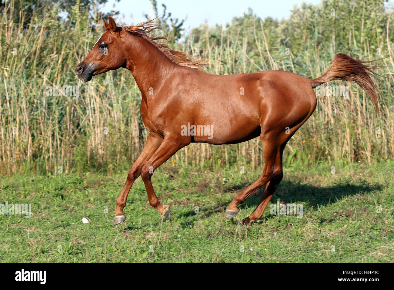 Chestnut thoroughbred horse galloping on hi-res stock photography and ...