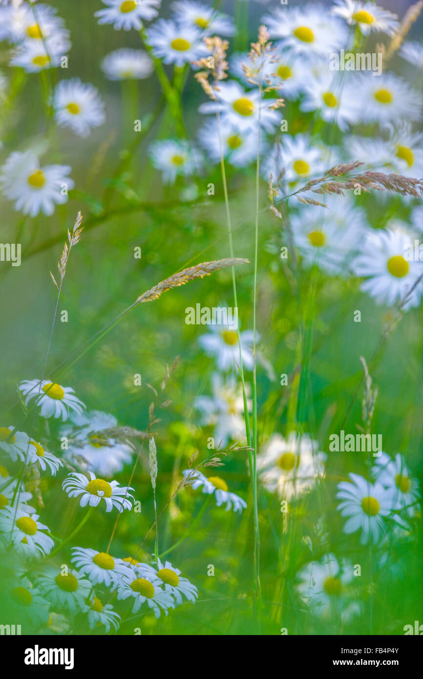 wildflower daisies, Vancouver Island Stock Photo - Alamy
