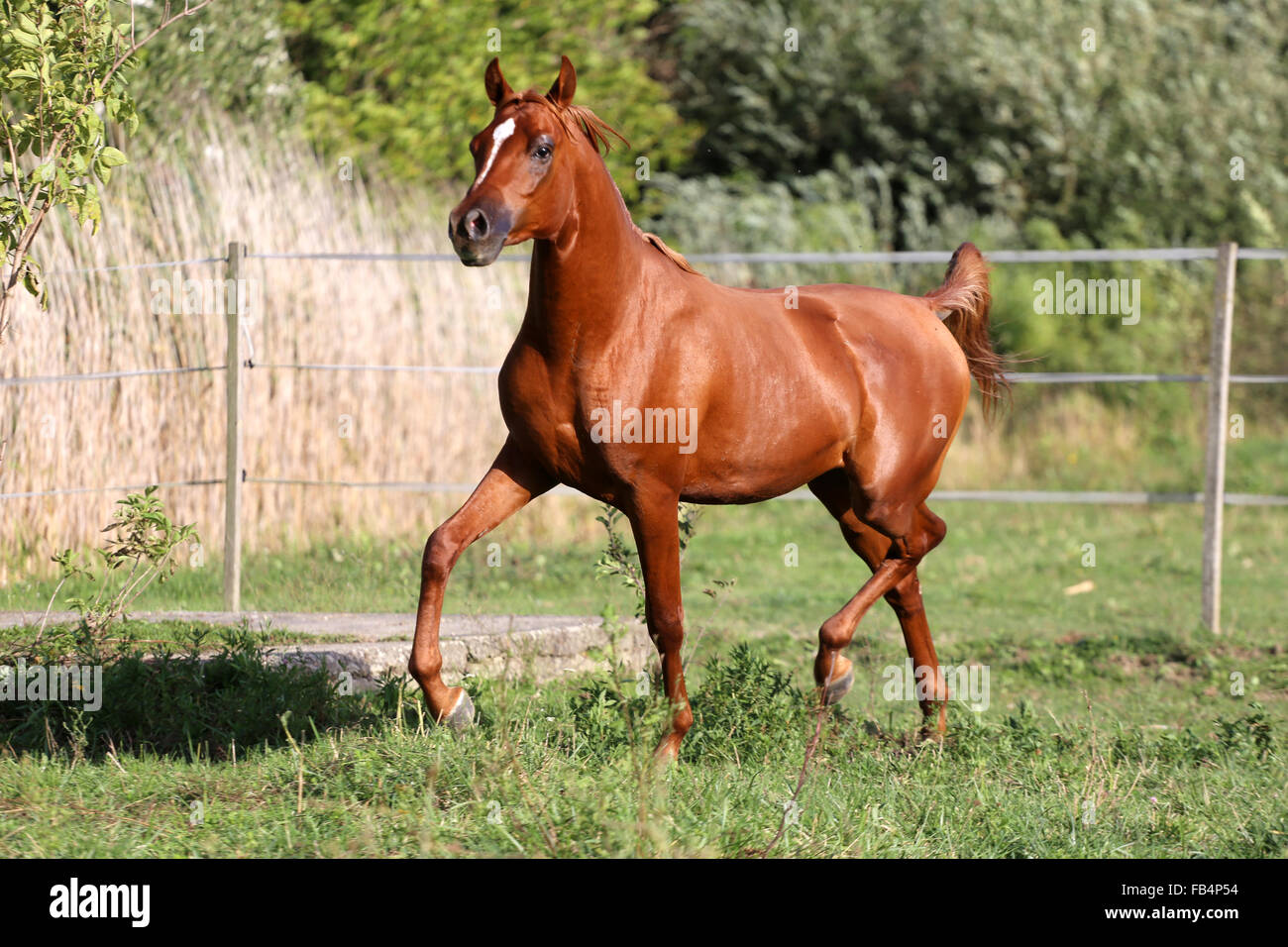 Beautiful arabian breed horse running on the field Stock Photo - Alamy