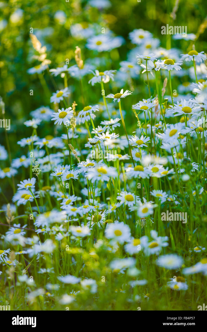 wildflower daisies, Vancouver Island Stock Photo - Alamy