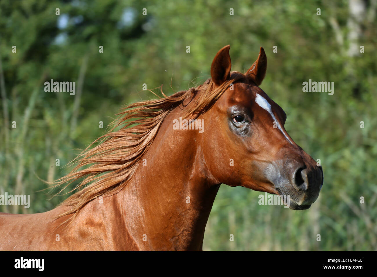 Side view portrait of a galloping young arabian stallion on pasture ...