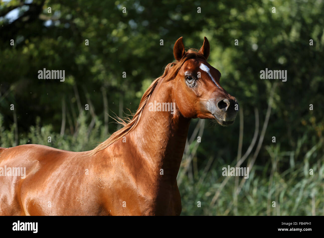 Side view shot of a galloping young arabian stallion on pasture Stock ...